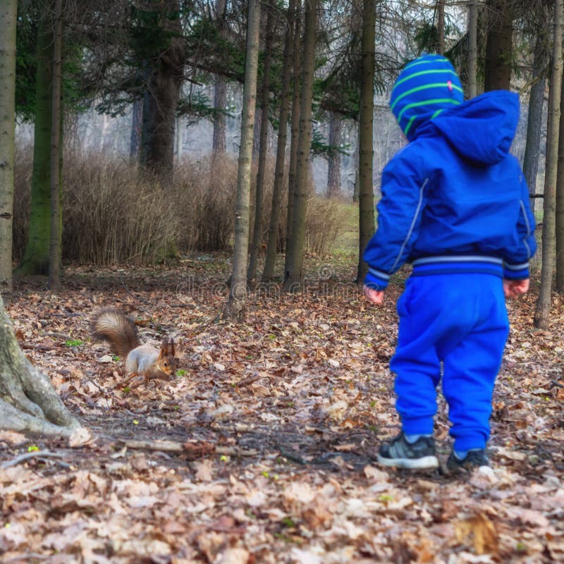 A Boy in Blue Clothes Walks To a Squirrel Stock Photo - Image of rodent ...