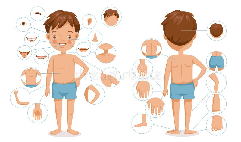 Human Body Children Stock Illustrations – 6,915 Human Body Children ...