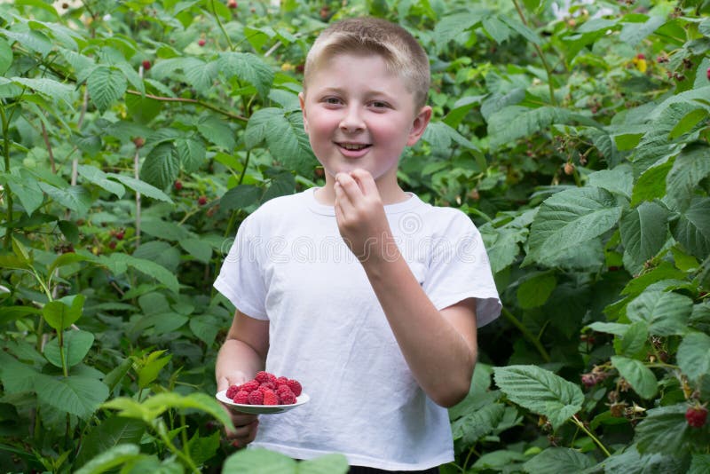 Boy in the Bushes of Raspberries Stock Photo - Image of berry ...