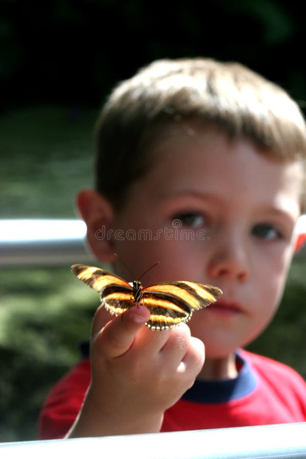 Butterfly stock photo. Image of white, living, flying - 2520744