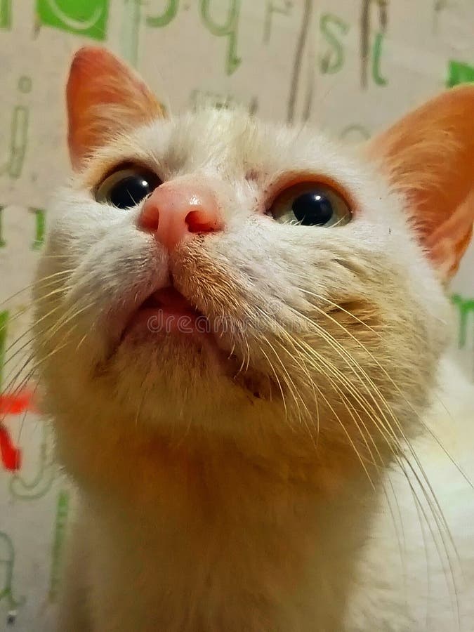 Boy cat crazy stock photo. Image of dreams, cute, crazy - 372561326