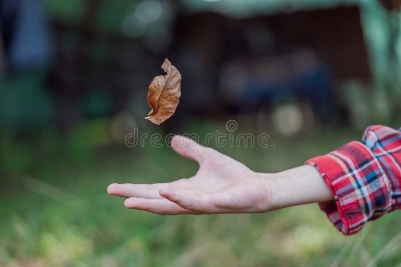 Boy Catches Brown and Yellow Maple Leaf Falling from a Tree. Stock ...