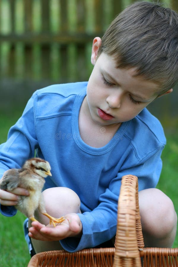 Boy and chicken stock image. Image of cheerful, friendship - 5769365
