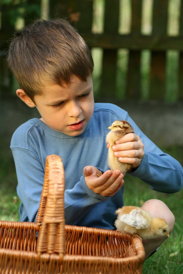 Boy and chicken stock image. Image of summer, vacation - 5769521