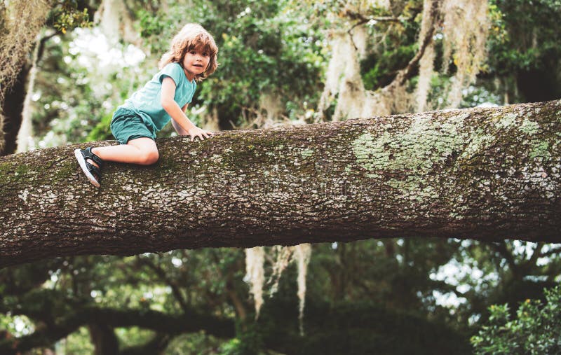 Boy Child Climbing High Tree in the Forrest. Stock Image - Image of ...