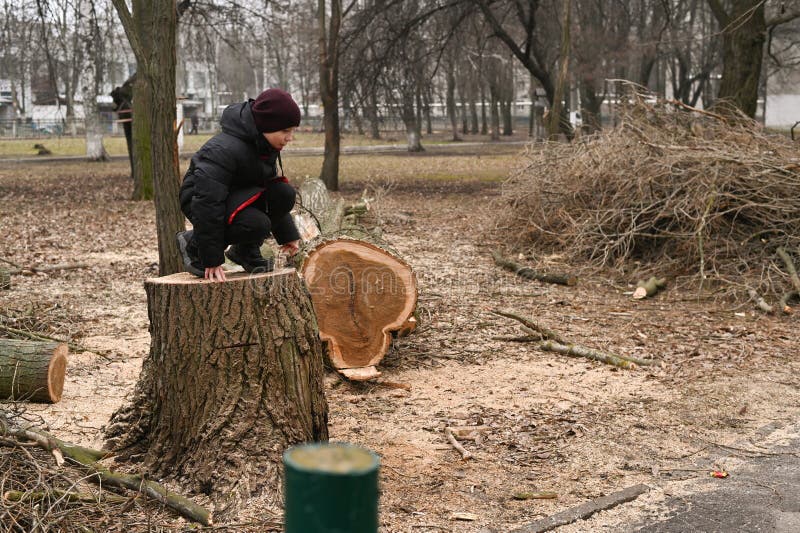 The Boy Climbed on a Large Stump of a Sawn Tree Stock Photo - Image of ...