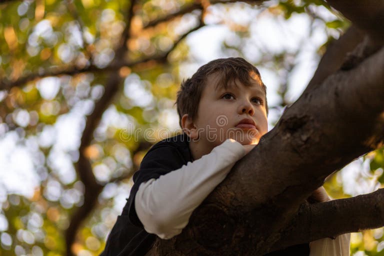 The Boy Climbed a Tree. the Child Sat on the Branches of a Tree. Boy ...