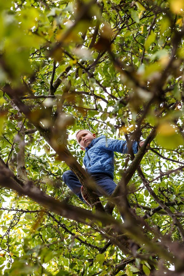 Boy climbing apple tree stock image. Image of autumn - 78895387