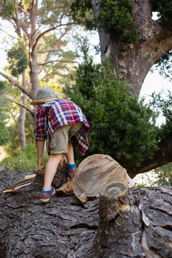 Boy Climbing on the Fallen Tree Trunk in Forest Stock Image - Image of ...