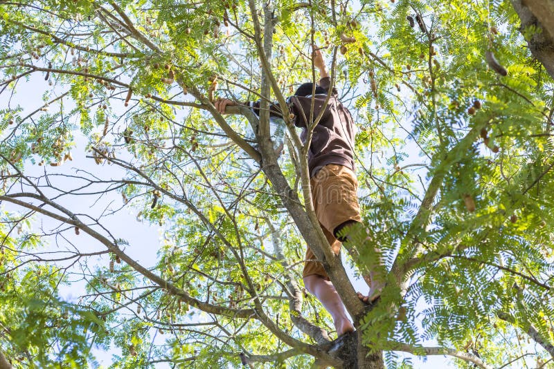 High Tree with Another Life Stock Photo - Image of plants, animals ...
