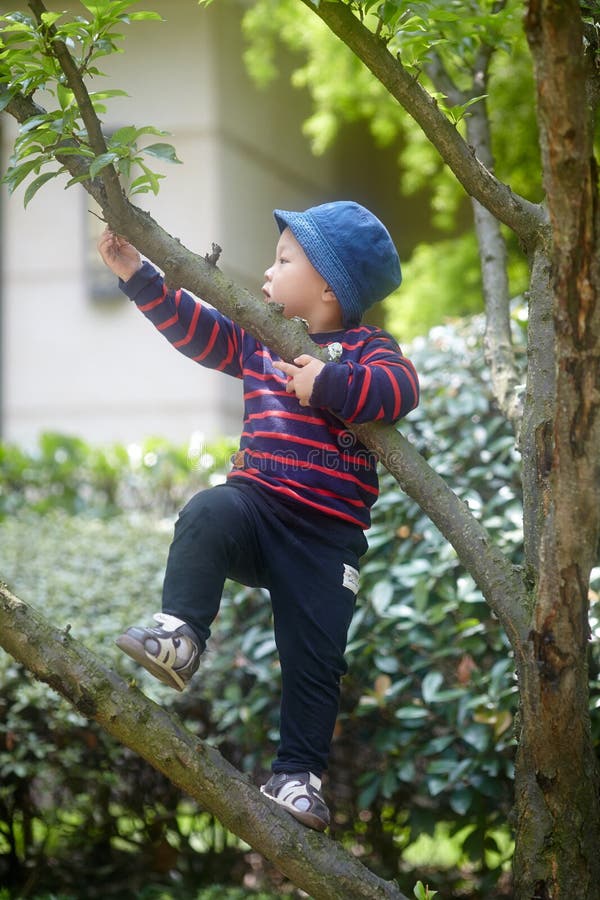 Boy climbing tree stock image. Image of climb, high - 103107475