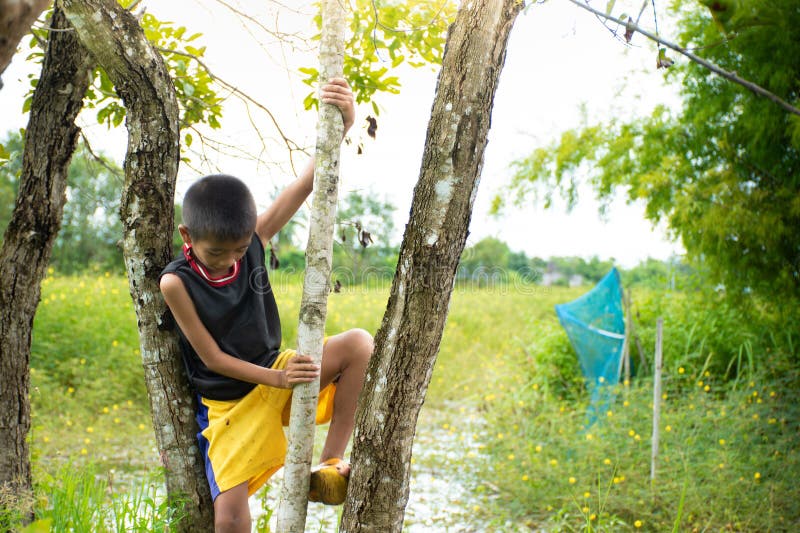Boy Climbing a Tree Feeling Excited and Challenge, Asian Young Boy with ...