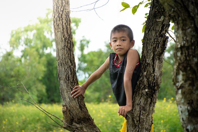 Boy Climbing a Tree and Looking at Camera Feeling Happy, Asian Young ...
