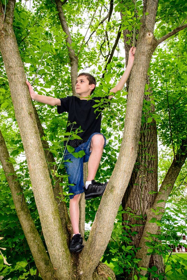 Boy Climbing Tree stock image. Image of activitiy, summer - 54899499