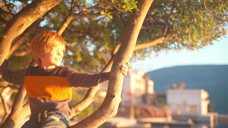 Boy Climbing Trees at Sunset Stock Footage - Video of tree, nature ...