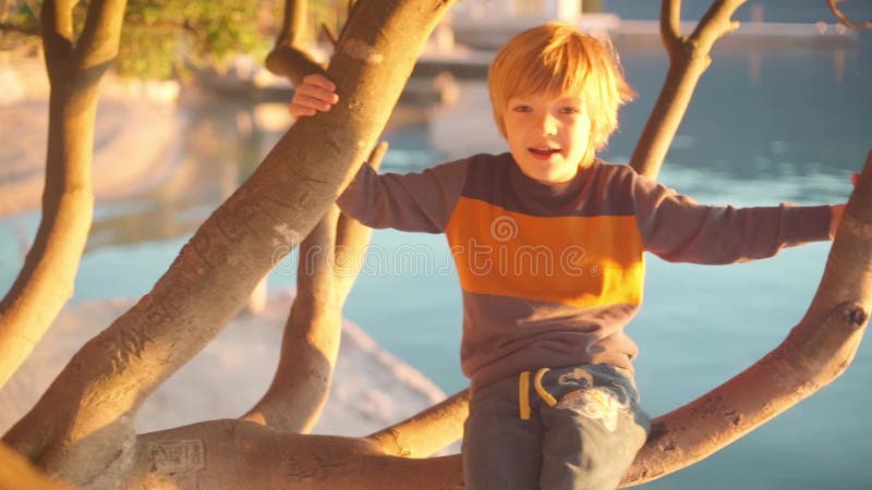 Boy Climbing Trees at Sunset Stock Footage - Video of tree, nature ...