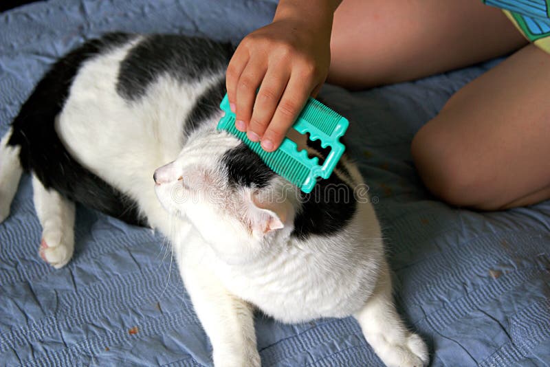 The Boy is Combing a Black and White Cat with a Green Comb Stock Image ...
