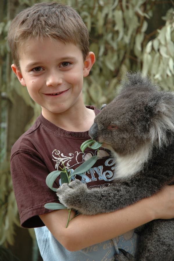 Boy cuddling Koala stock photo. Image of koala, nature - 3266112