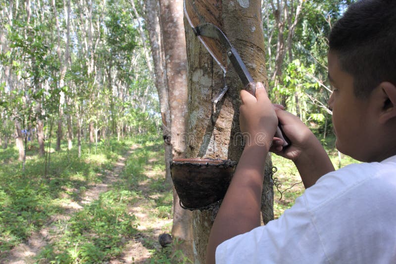 Rubber tapping stock photo. Image of flowing, working - 29452428