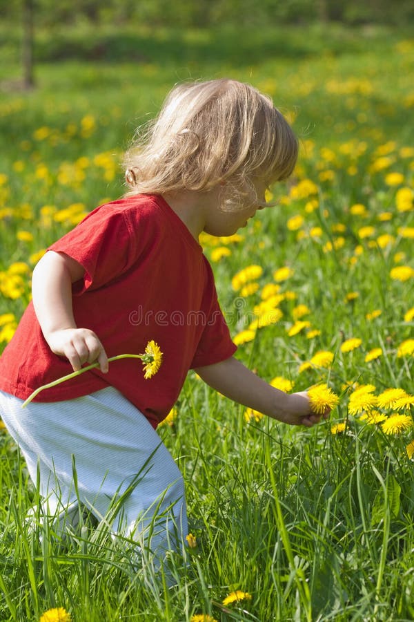 Boy picking dandelions stock image. Image of child, grass - 19924363