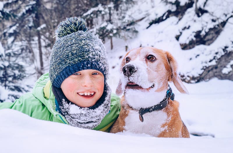 Beagle Dog In Deep Snow Portrait On The Snow Field At Mountain With ...