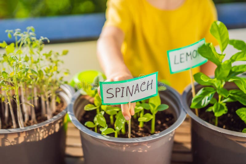 The Boy is Doing Gardening on His Balcony. Natural Development for ...