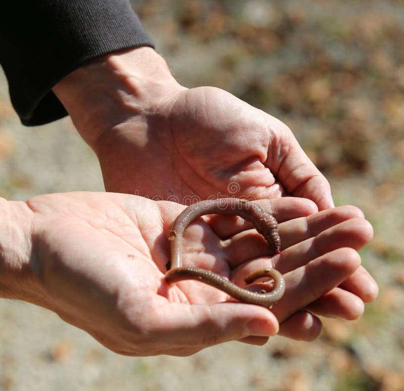 Boy with a earthworm stock image. Image of people, worm - 134182549