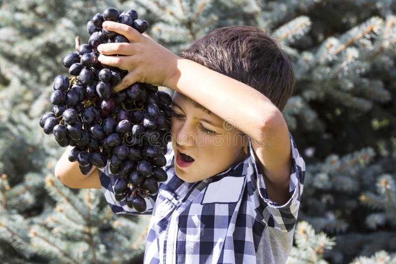 Boy eating grapes stock image. Image of food, portrait - 77268325