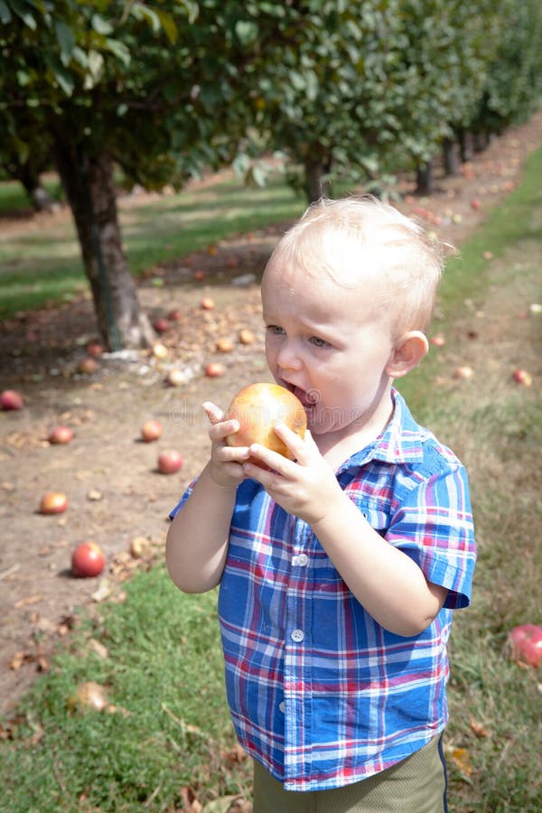 Boy Eating in the Orchard stock image. Image of healthy - 64378757