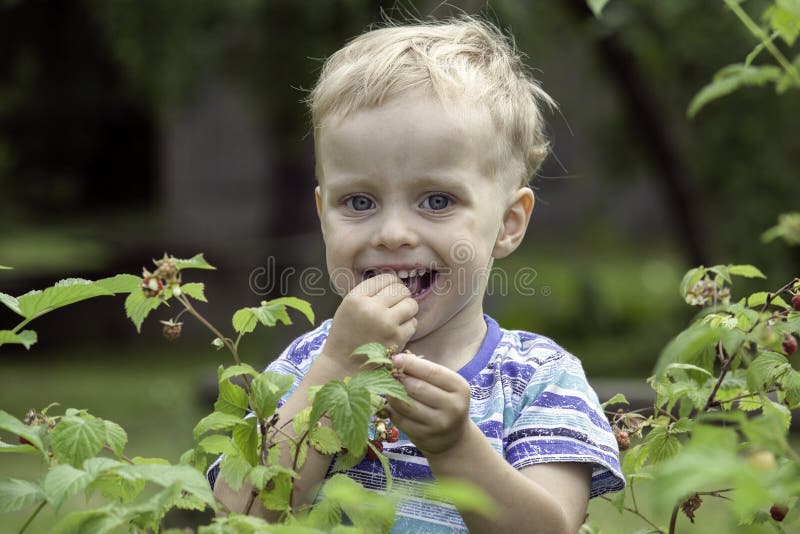 The Boy Eats Raspberries in the Garden Stock Image - Image of diet ...