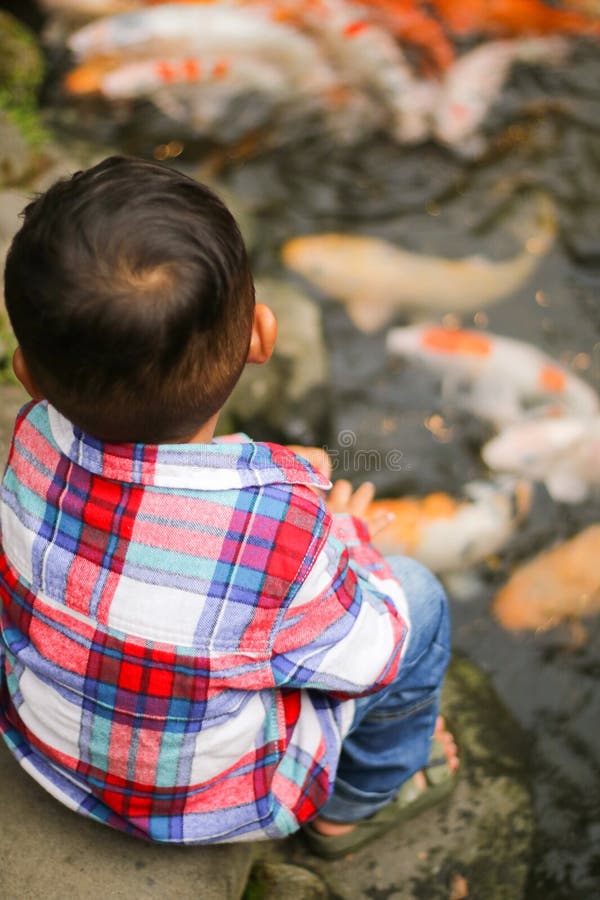 Boy Feeding Koi Fish in a Koi Pond Stock Photo - Image of animal, group ...