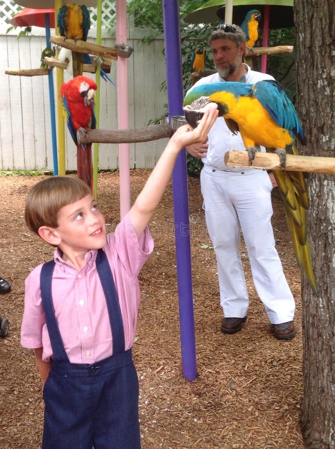 Boy feeding parrot editorial image. Image of cute, parrot - 68403485
