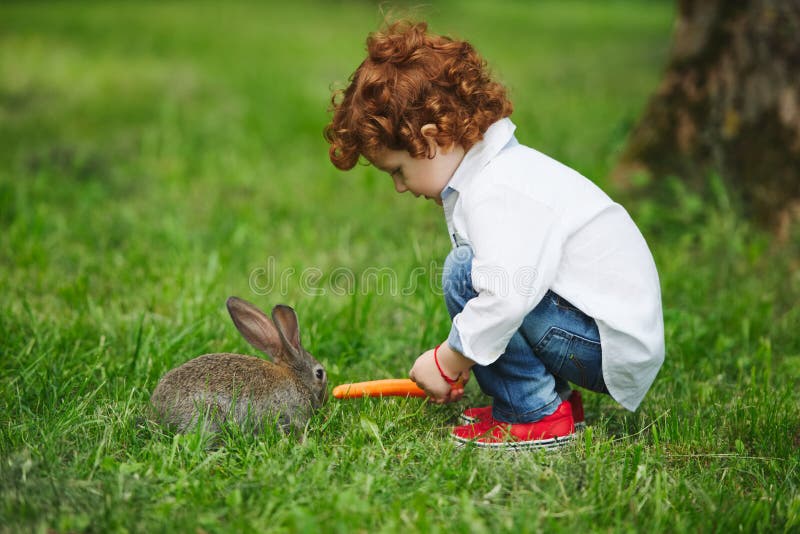 Boy feeding his pet rabbit stock photo. Image of feed - 32967288