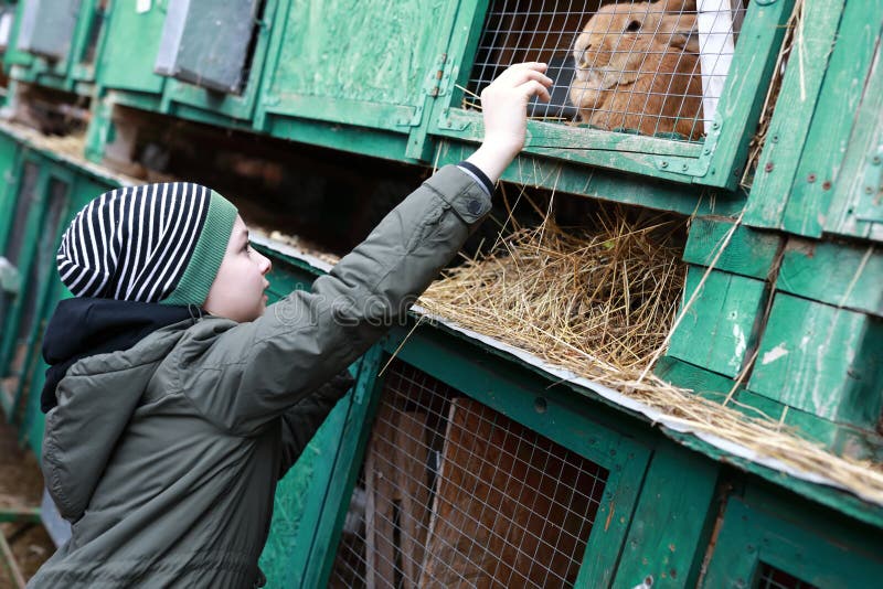 Boy feeding his pet rabbit stock photo. Image of feed - 32967288
