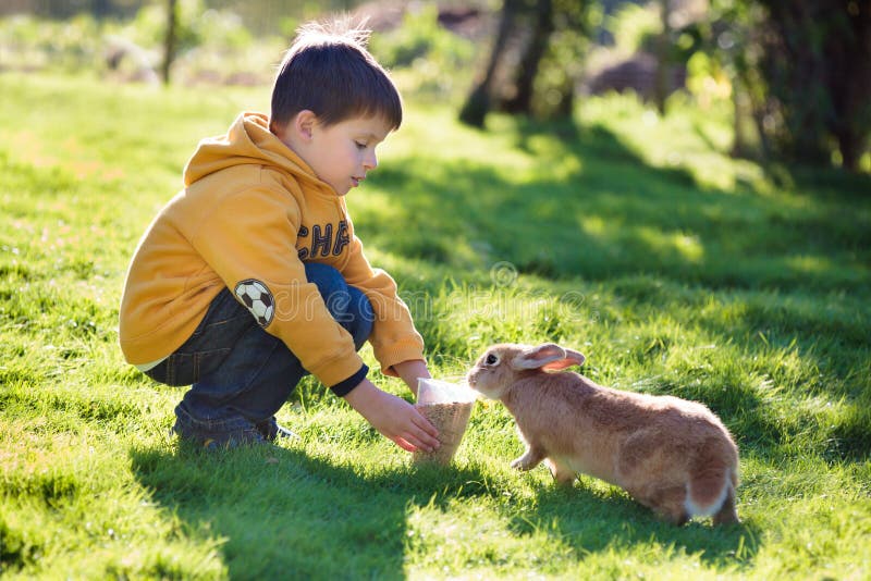 Little boy with rabbit stock photo. Image of childhood - 28808188