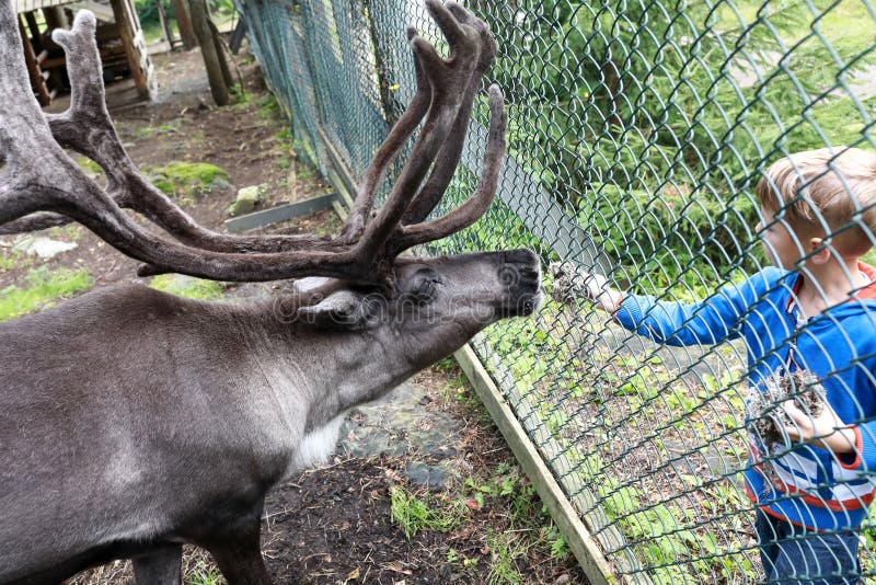Boy feeding reindeer stock photo. Image of hand, feed - 198355224