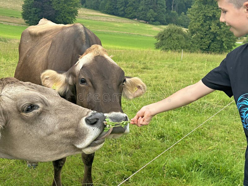 Boy feeds cows clover from stock photo. Image of years - 328619658