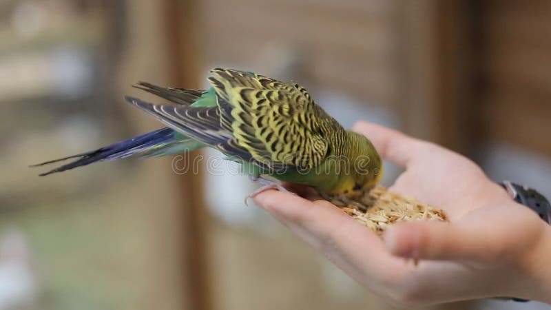 The Boy Feeds the Parrots on His Arm Stock Video - Video of plumage ...