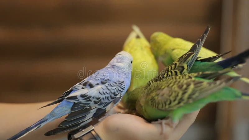 The Boy Feeds the Parrots on His Arm Stock Footage - Video of feeding ...