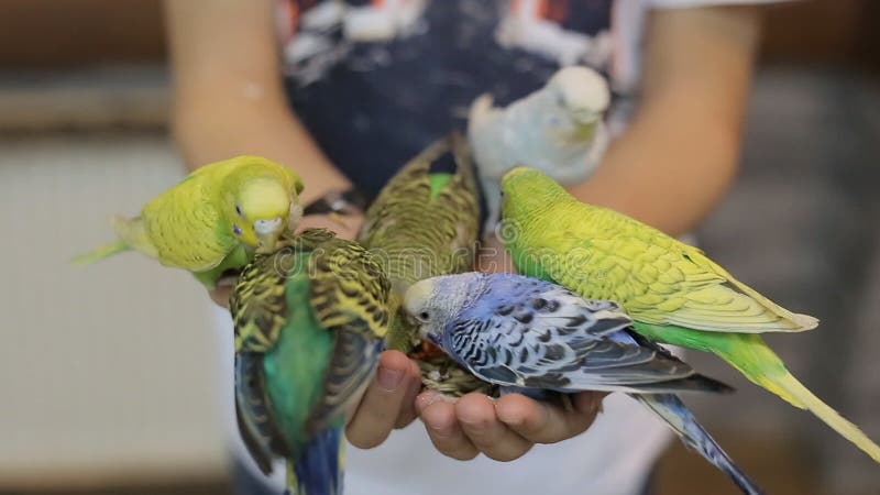 The Boy Feeds the Parrots on His Arm Stock Video - Video of bird, tail ...