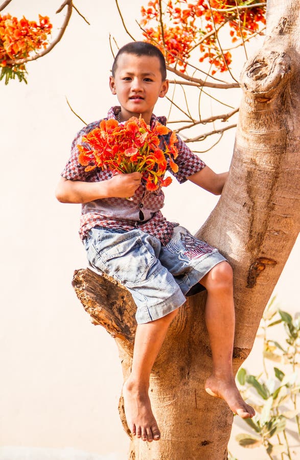 Boy on the flame tree. stock photo. Image of colorful - 55633602