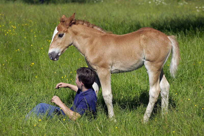 Boy and Foal of Norman Cob Horse Editorial Stock Photo - Image of horse ...