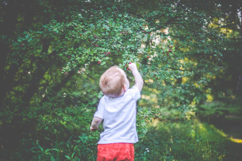 Boy in forest stock image. Image of holidays, outside - 156617187