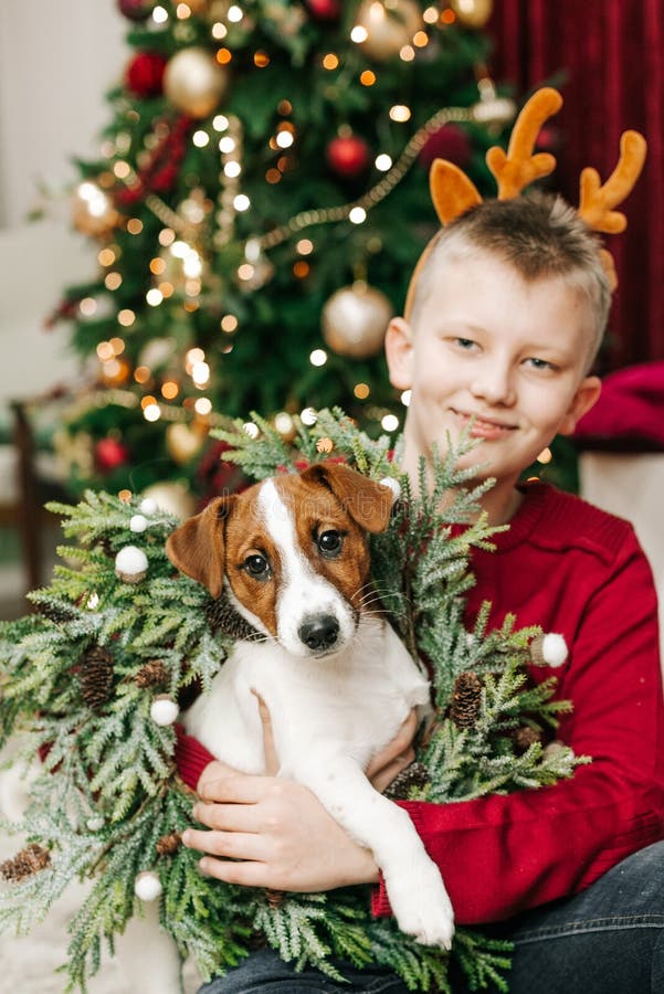 Jack Russell Cartoon Stock Photos - Free & Royalty-Free Stock Photos ...