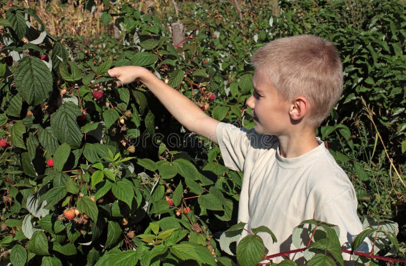 Boy gathering raspberries stock photo. Image of natural - 21226538
