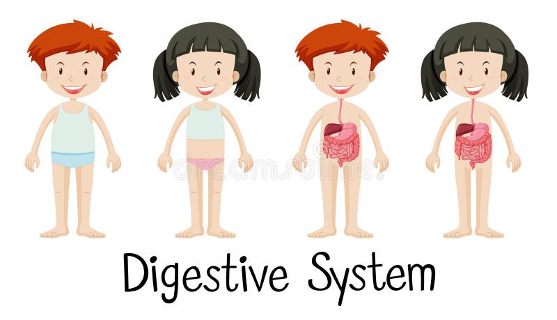 Human Digestive System Drawing Stock Illustrations – 1,834 Human ...