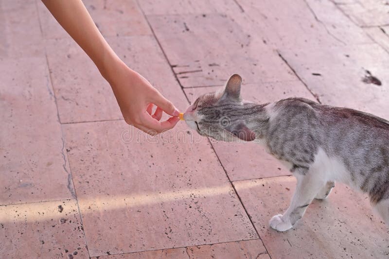 The Boy Gives Food To the Cat Stock Photo - Image of homeless, food ...