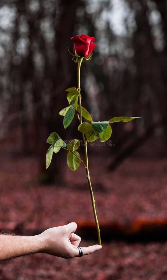 A Boy Giving Roses for His Girlfriend for Valentine S Day. Red Rose ...