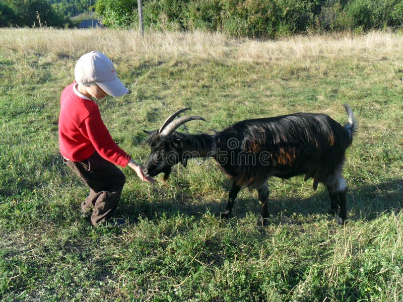 Boy and goat stock image. Image of caring, ukraine, goat - 49336887
