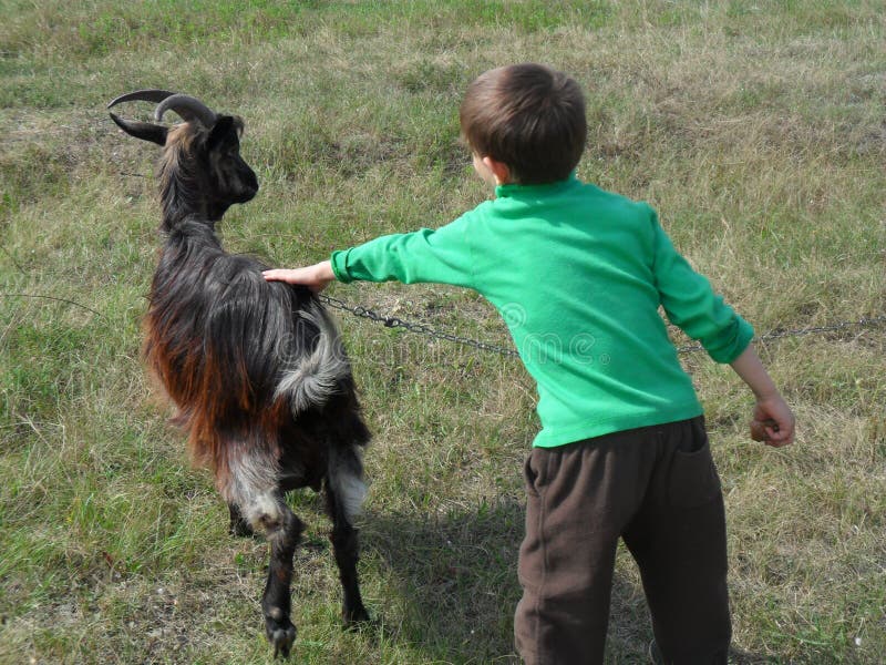 Boy and goat stock photo. Image of farm, friendship, mammals - 49336942
